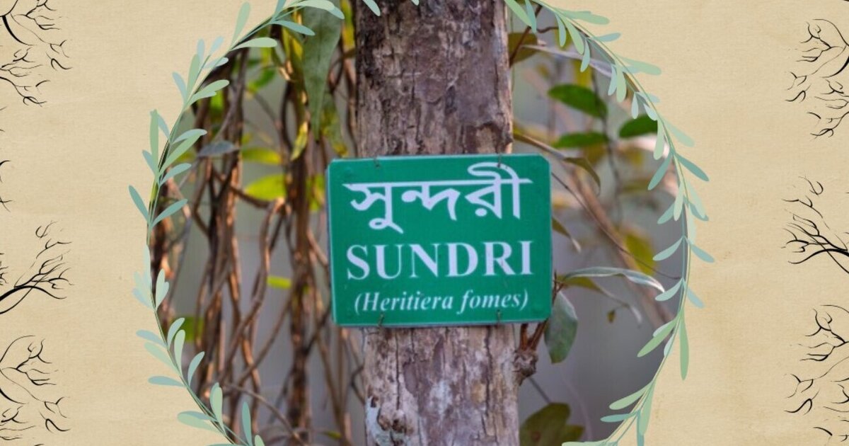 Sundari Jungle - Azim Premji University