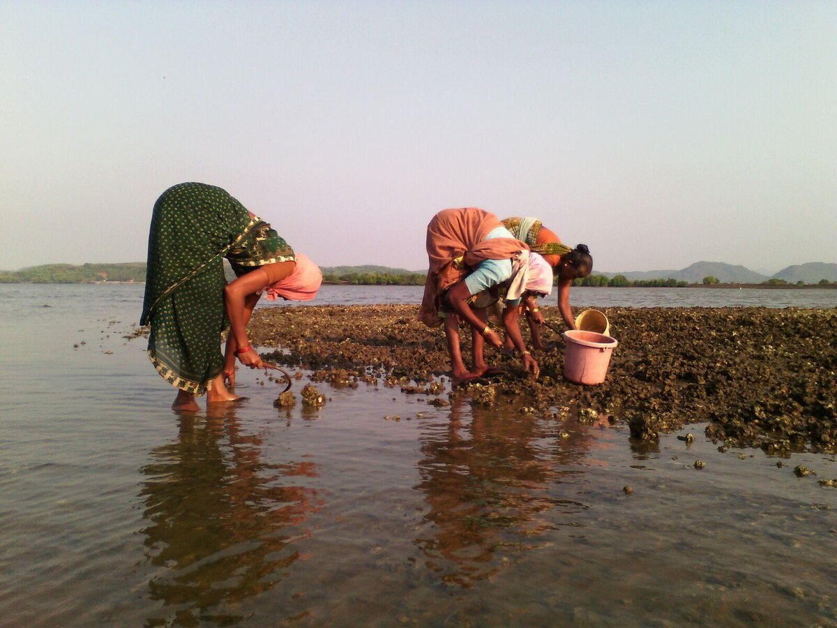The Mangroves of Aghanashini Estuary - Azim Premji University