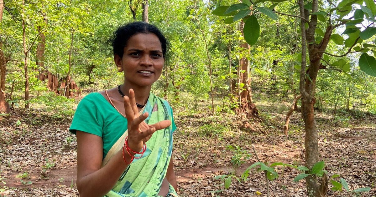 ‘Jungle is our life’: Indian villages collectivise, harness decades-old ...