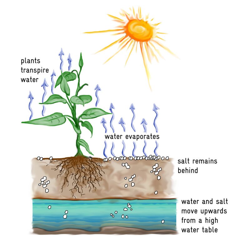 Science Education: ﻿How to make a simple low-cost potometer to ...