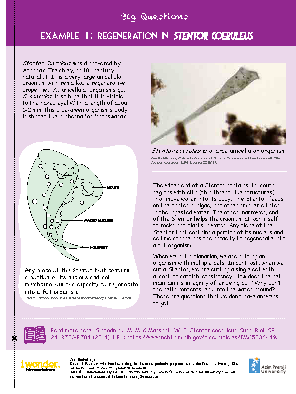 Science Education: Why do some organisms regenerate, while others don’t ...